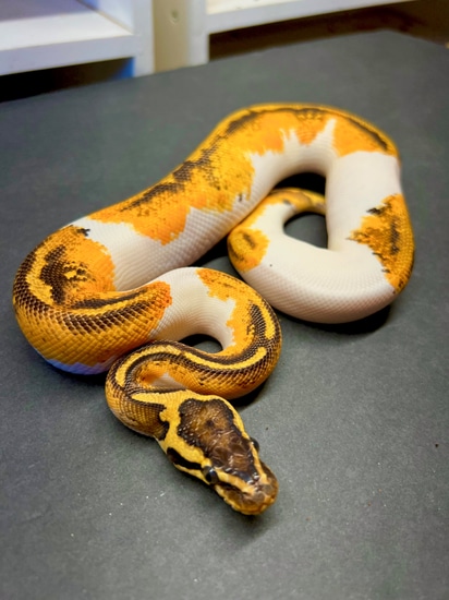 Pastel Genex Piebald Pos YB/dinker Ball Python by J Craw Reptiles