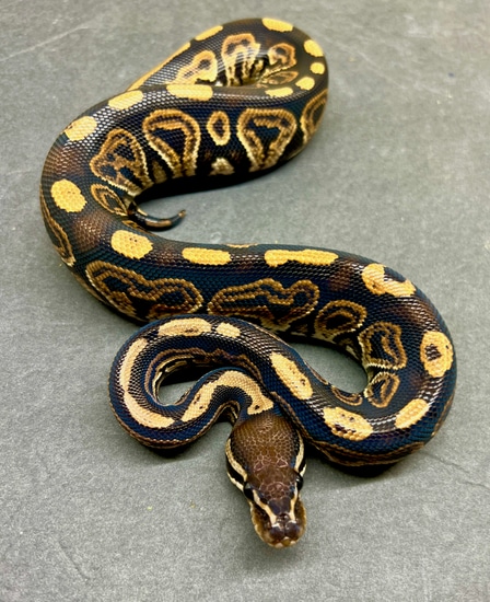 *Sale*Cinnamon Orange Belly Ball Python by J Craw Reptiles