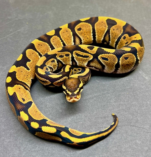 Orange Belly Ball Python by J Craw Reptiles