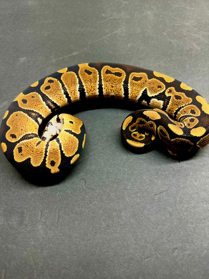 Orange Belly Ball Python by J Craw Reptiles