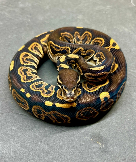 Cinnamon Orange Belly Ball Python by J Craw Reptiles
