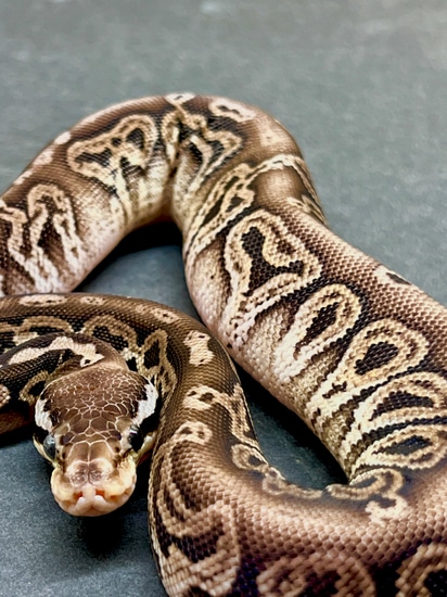 Pewter Orange Belly Ball Python by J Craw Reptiles