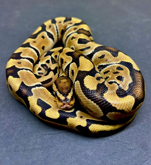 Crypton Ball Python by J Craw Reptiles