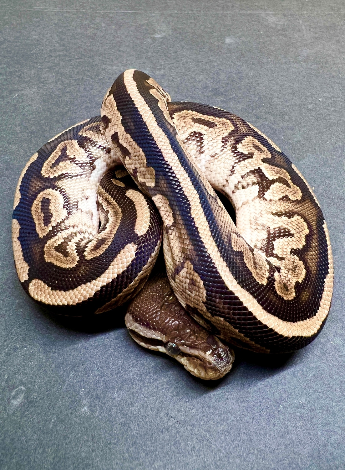 Black Pastel Pos Het Albino/pied Ball Python by J Craw Reptiles ...