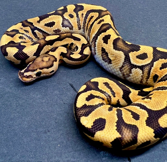 YB Crypton Ball Python by J Craw Reptiles
