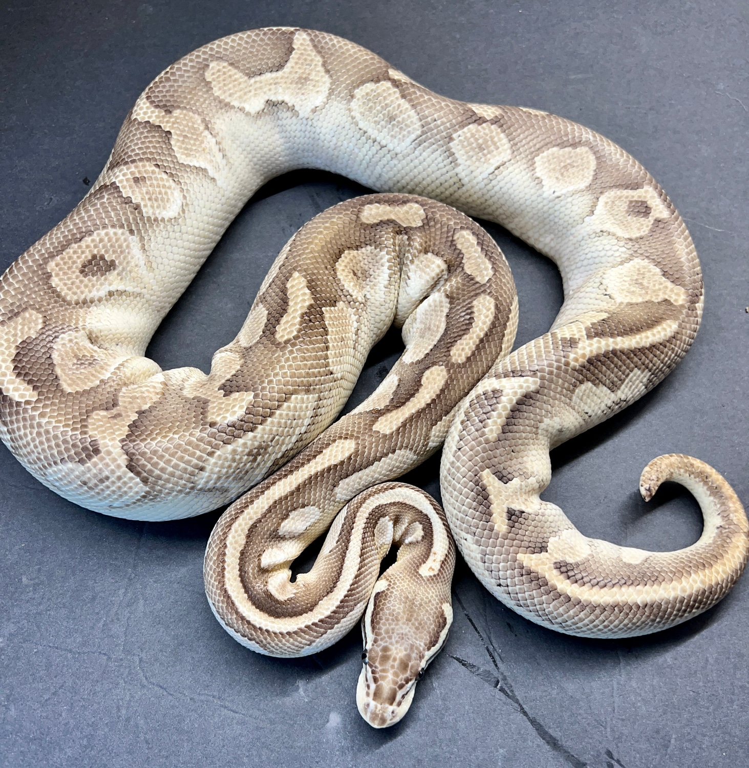 Pastel Lesser Ball Python by J Craw Reptiles - MorphMarket