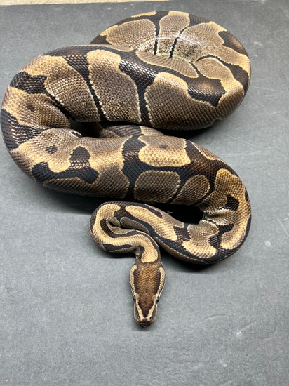 Dinker (Pos Blade Or Super Blade) Ball Python by J Craw Reptiles