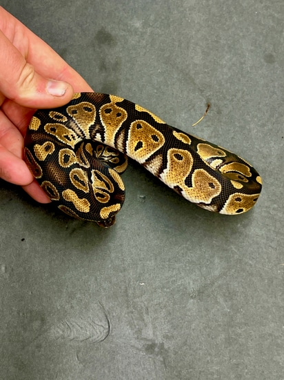 Het Piebald Dinker Ball Python by J Craw Reptiles