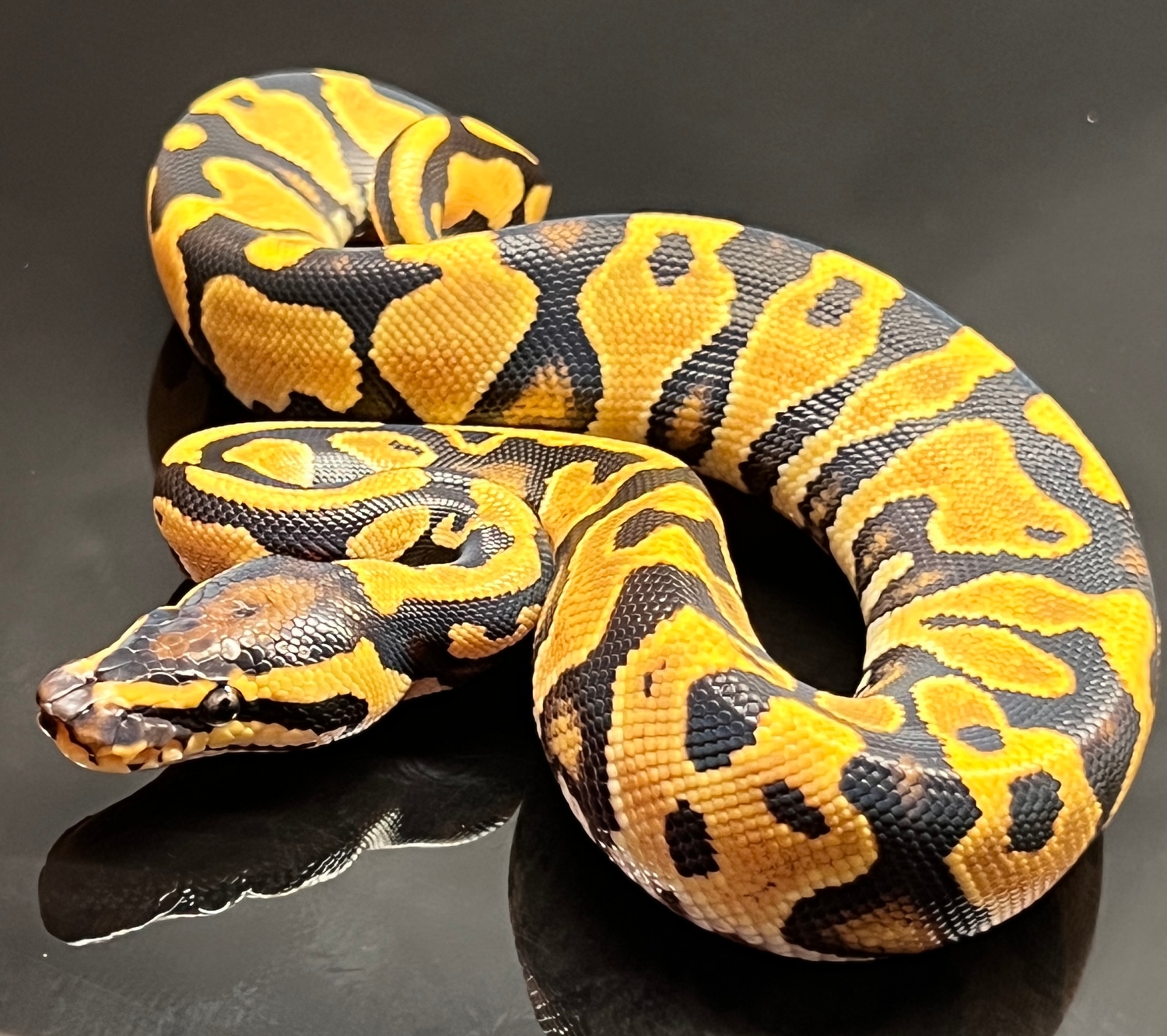 Enchi Orange Dream 50% Het Piebald Ball Python by J Craw Reptiles ...