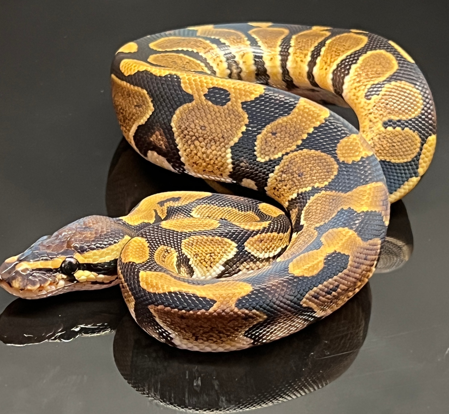 *Sale*Double Het Albino/Piebald Ball Python by J Craw Reptiles ...