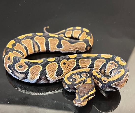 Dinker Het Piebald Ball Python by J Craw Reptiles