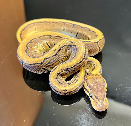 Pinstripe 50% Het Piebald Ball Python by J Craw Reptiles
