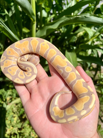 Banana YB Het Piebald Ball Python by J Craw Reptiles