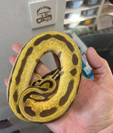 Super Enchi Leopard Orange Dream Yellowbelly 50% Het Piebald Ball ...
