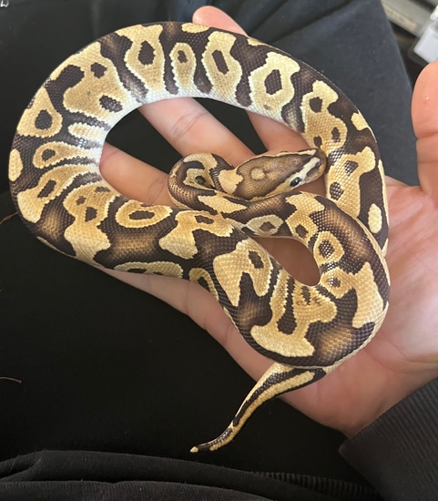 Fire Blade Crypton Ball Python by J Craw Reptiles