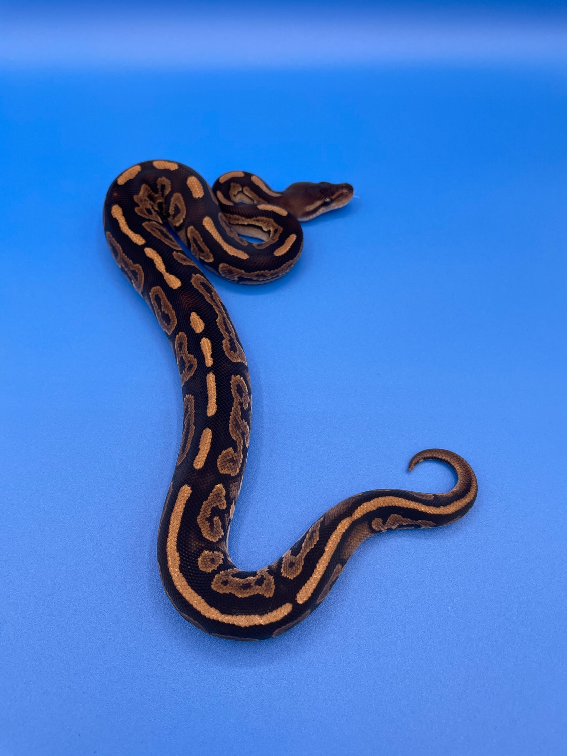 Cinnamon Yellow Belly 100% Het Albino 50% Het Pied Ball Python by ...