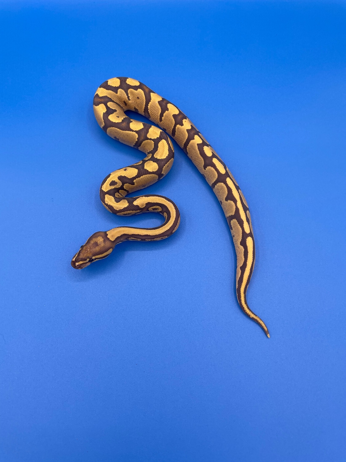 Hypo Enchi Fire 50% Het Pied Ball Python by Southern Jewels Reptiles ...