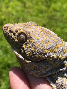 Platinum Tokay Gecko by CPX Reptiles - MorphMarket