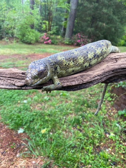 Prehensile Tail Skink Monkey-Tailed Skink by CPX Reptiles
