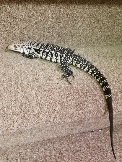Purple Tegu Other Tegus by CPX Reptiles