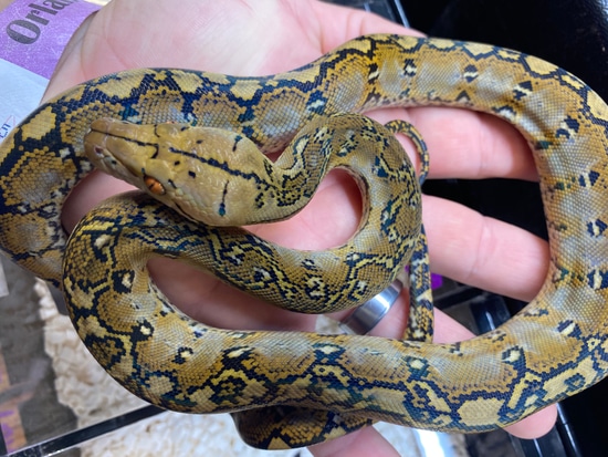 Marble Het Albino Reticulated Python by CPX Reptiles
