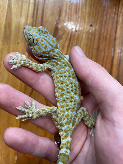 Het Platinum Pair Tokay Gecko by CPX Reptiles