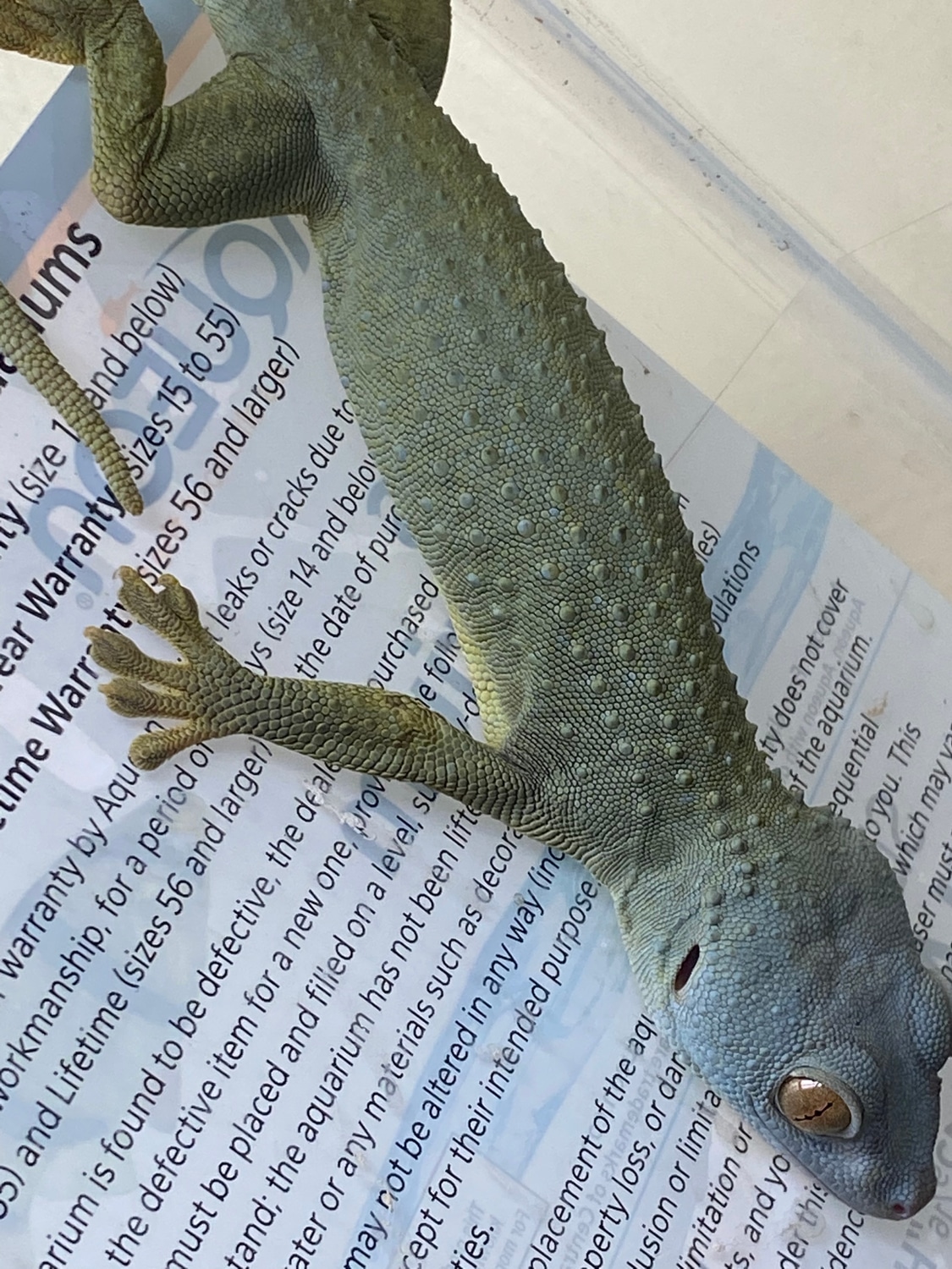 Patternless Tokay Gecko by CPX Reptiles - MorphMarket