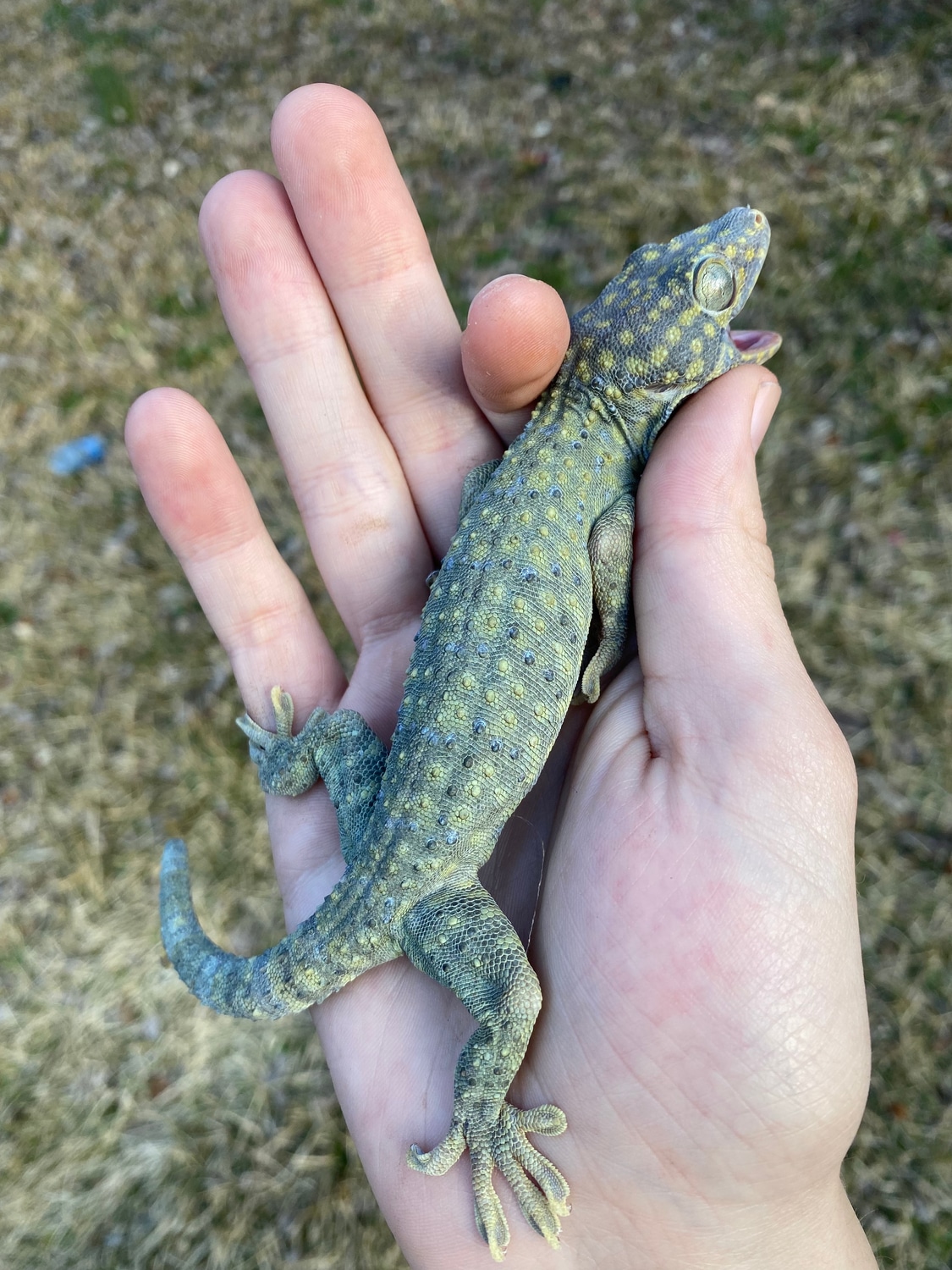Yellow Tokay Gecko by CPX Reptiles - MorphMarket