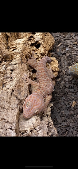 Albino Tokay Gecko by CPX Reptiles