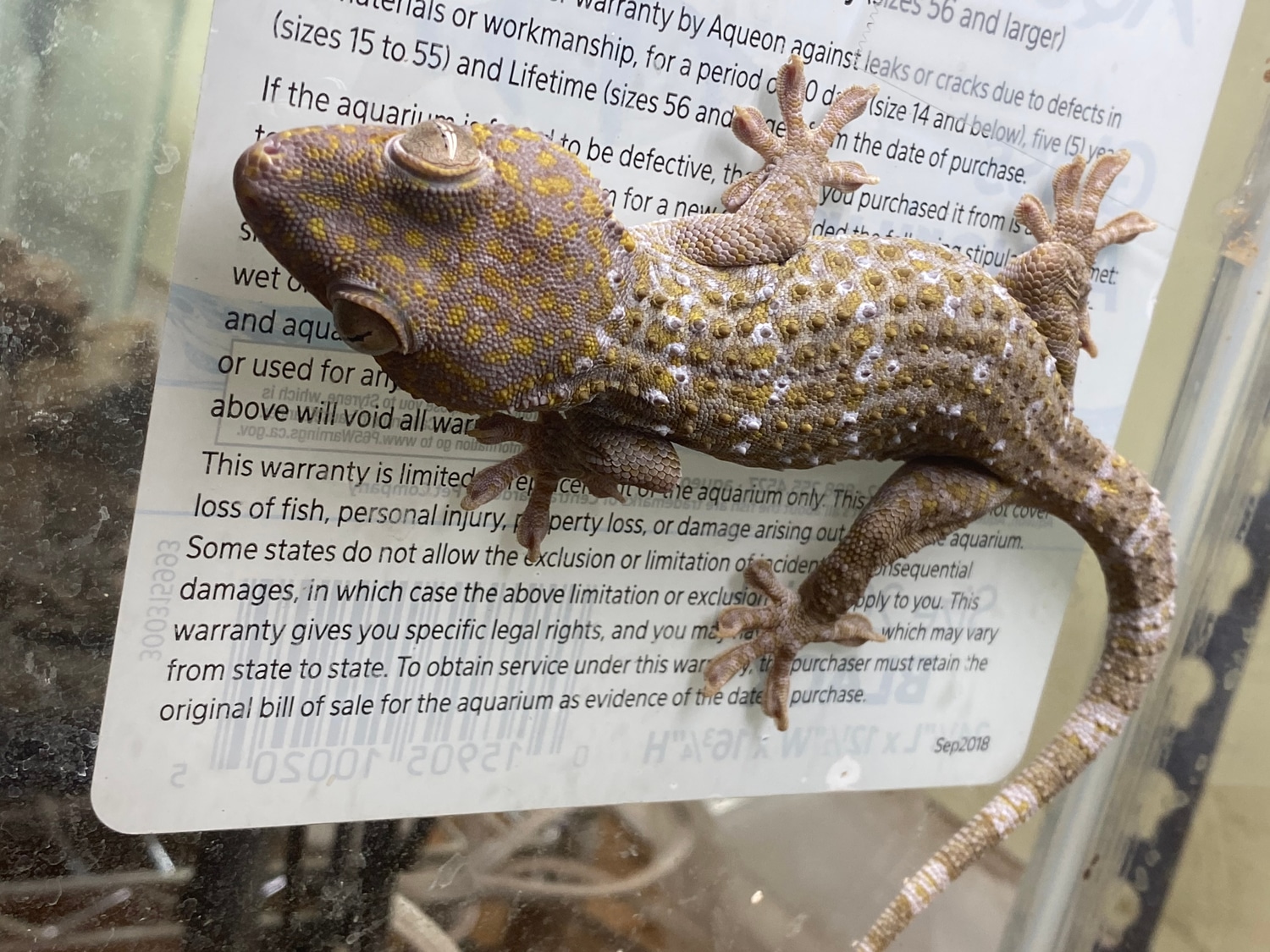 Platinum Tokay Gecko by CPX Reptiles - MorphMarket