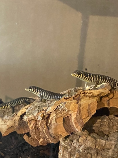 Zebra Skinks More Skink by CPX Reptiles