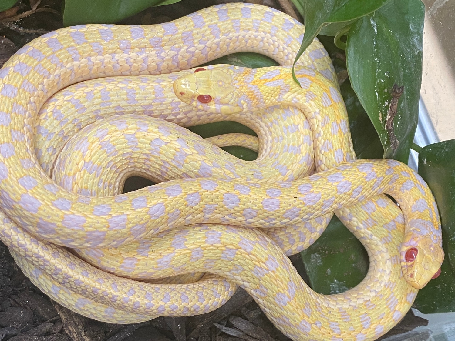 1.1 Albino Checkereds Garter Snake by CPX Reptiles - MorphMarket