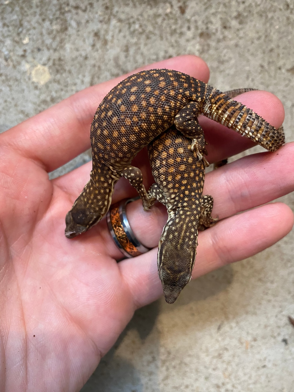 Red Ackies Other Monitor by CPX Reptiles - MorphMarket