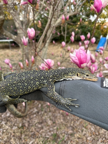 Colei Other Monitor by CPX Reptiles