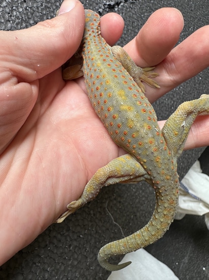 Candy Dot Tokay Gecko by CPX Reptiles