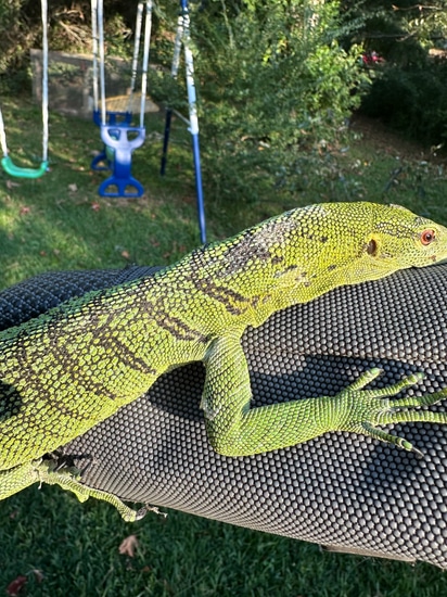 Green Tree Green Tree Monitor by CPX Reptiles
