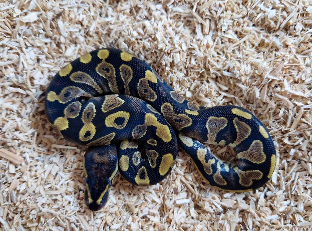 Panther 66% Het Pied Ball Python by Swiss-Ballpythons - MorphMarket
