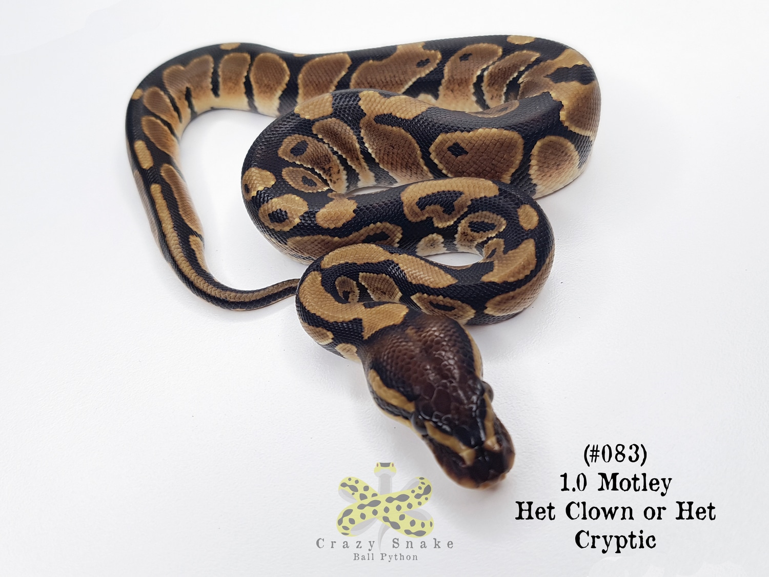 Motley Het Clown Or Het Cryptic Ball Python by Crazy Snake Ball Python ...