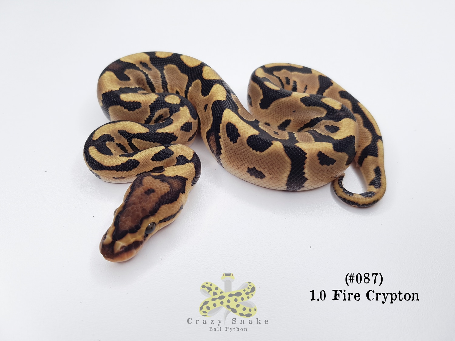 Fire Crypton Ball Python by Crazy Snake Ball Python - MorphMarket