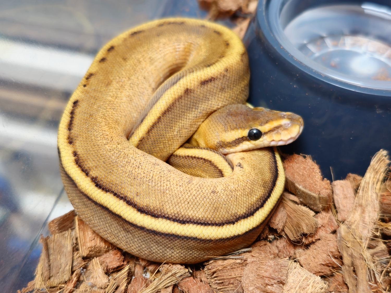 Hurricane Fire Genetic Stripe Ball Python by Crazy Snake Ball Python ...