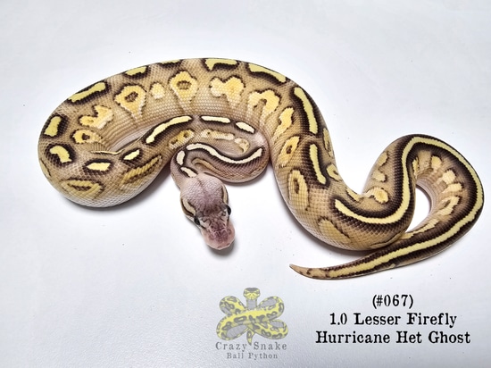 Lesser FireFly Hurricane Het Hypo Ball Python by Crazy Snake Ball ...