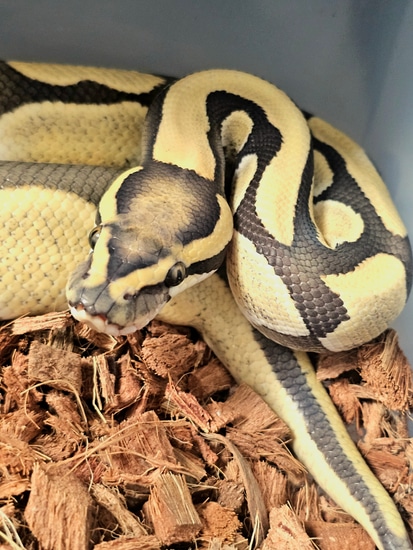 1.0 Enchi Desert Ghost (Proven) Ball Python by Crazy Snake Ball Python ...