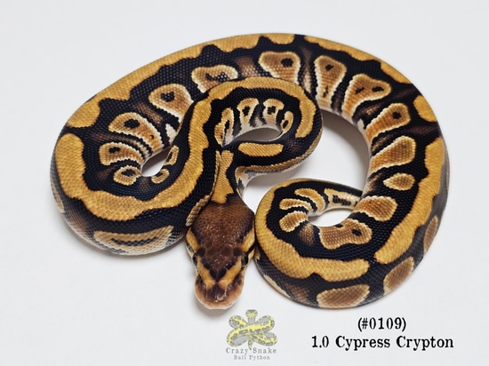 1.0 Cypress Crypton Ball Python by Crazy Snake Ball Python (Daniele ...