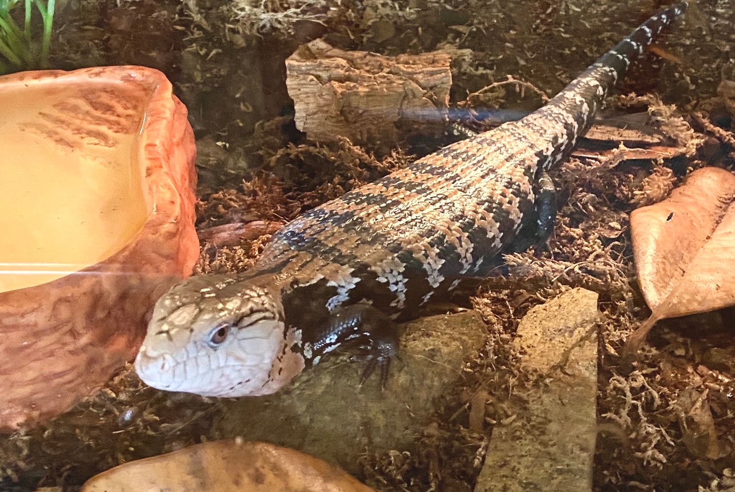 Halmahera Blue Tongue Skink Halmahera Blue-Tongued Skink by Crazy ...