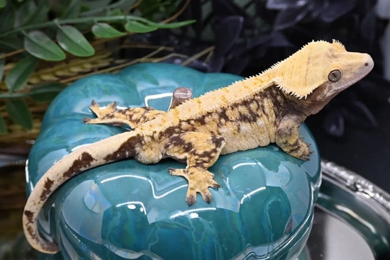 Spade Crested Gecko by Crazy B&G Mazterz LLC
