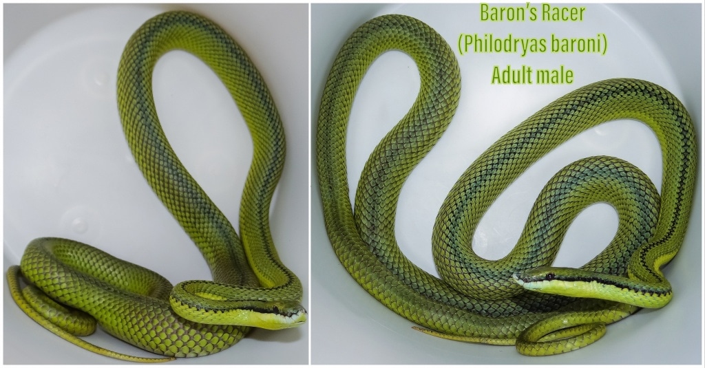 Baron’s Racer (Philodryas Baroni) Other Colubrid by Aah, Real Monsters ...