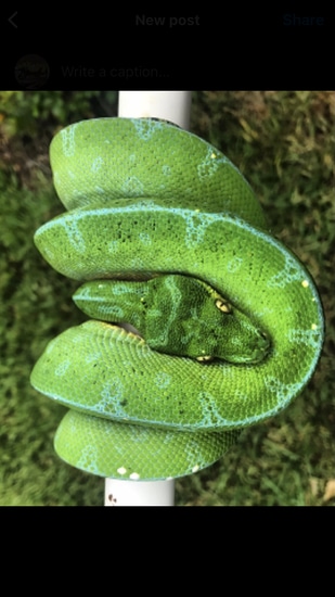Designer PAIR Green Tree Pythons, Young Proven Breeding Pair by ...