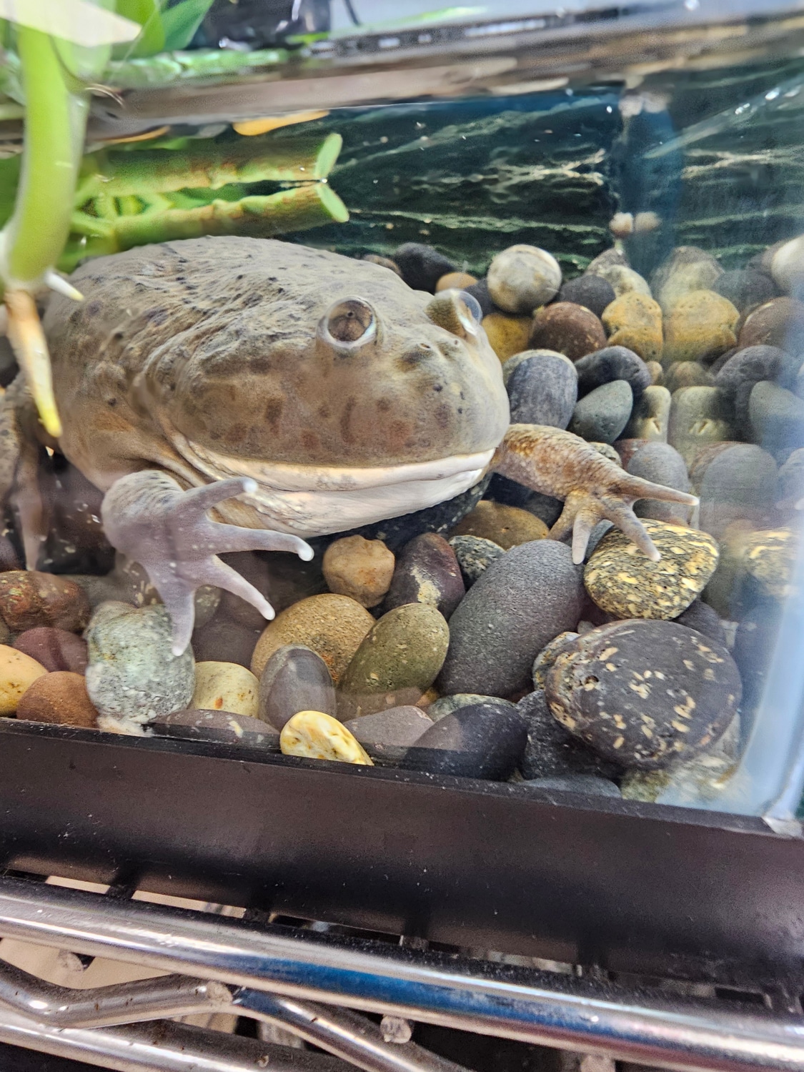 Crazy Frog Lady's Collection - MorphMarket