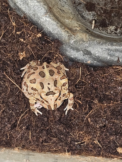 Coffee Pacman Frog by Crazy Frog Lady