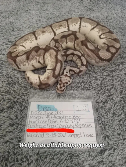 VPI Axanthic Bee Ball Python by Gypsy's Souls